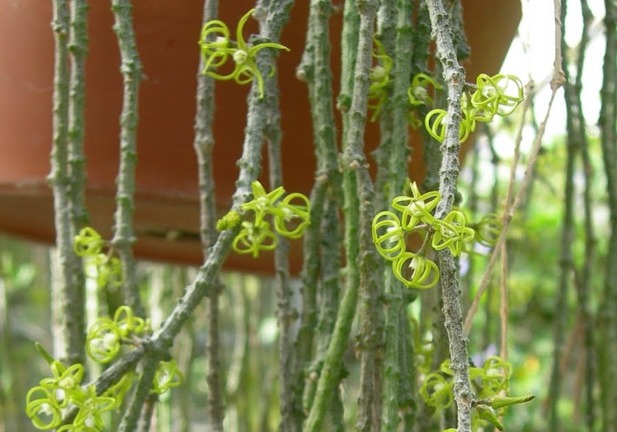 The Phytophactor: Friday Fabulous Flower - Dead Stick Plant