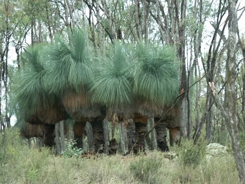 The Phytophactor: Botanical questions - grass trees