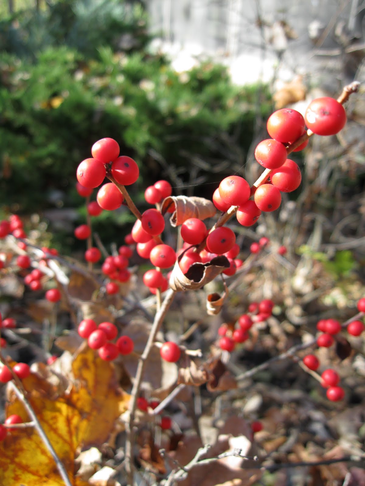The Phytophactor: Fall Color - Winterberry