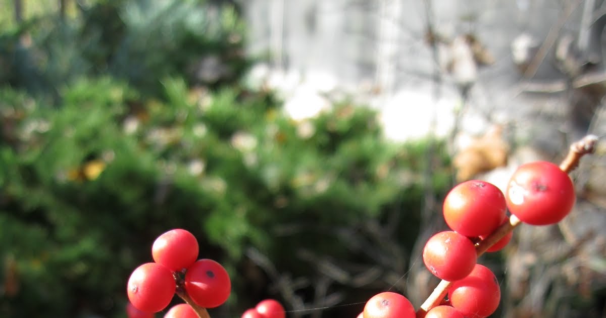 The Phytophactor: Fall Color - Winterberry