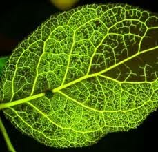 The Phytophactor: Loopy Leaf Research