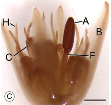 The Phytophactor: Friday Fabulous "Flower" - A Basal Angiosperm