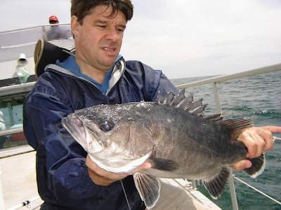 La Maquina de Pescar: MAR DEL PLATA A PURA CHERNIA