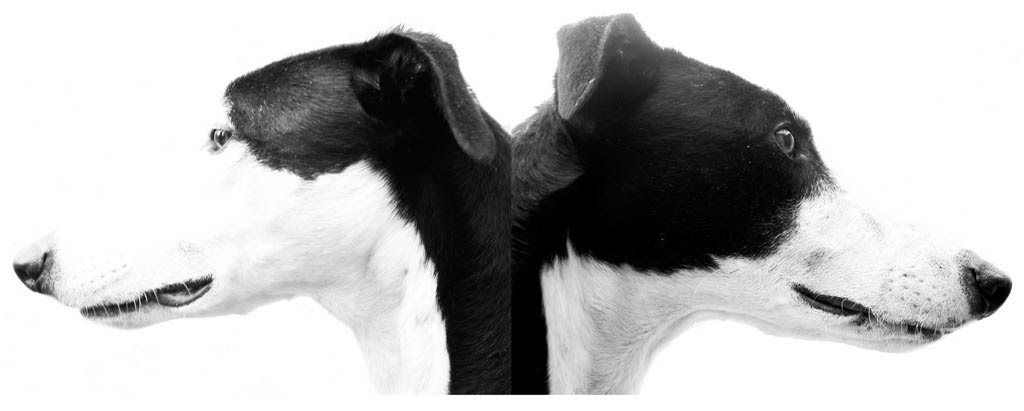 NeuroCooking: re: Two-Faced Mid-Week Dog-Blogging