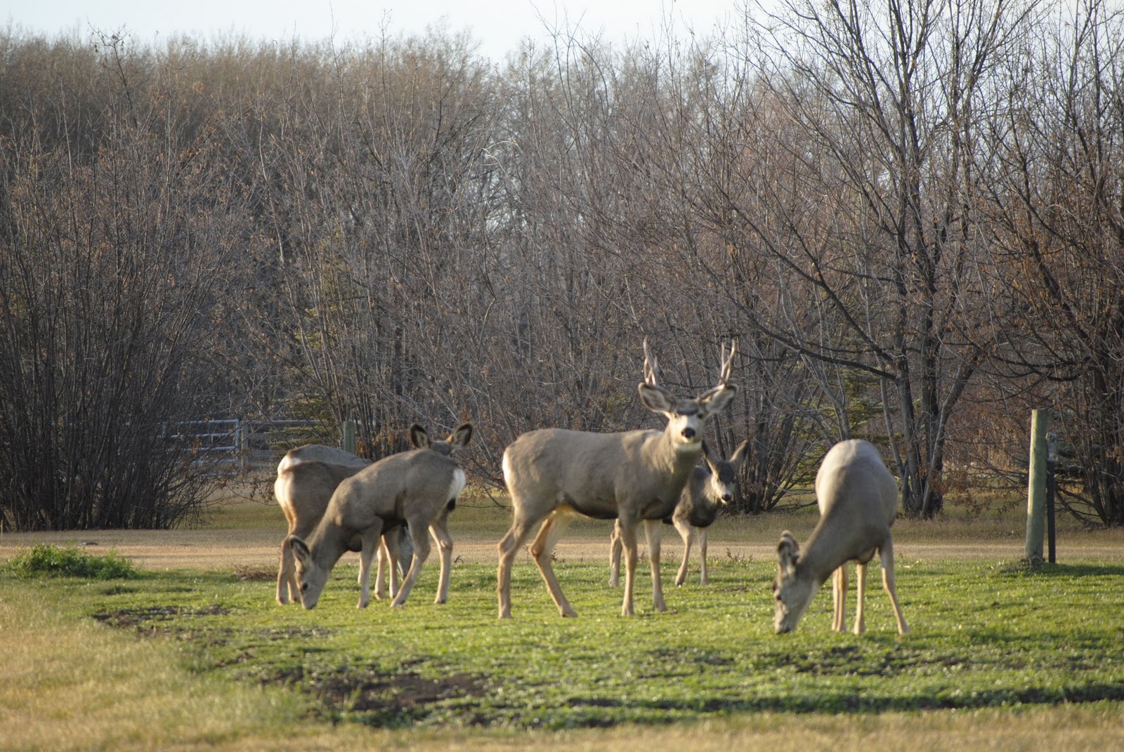 The New Liberties Birder: THE "HUDSON RIVER BIRDER"......FROM GRAND ...