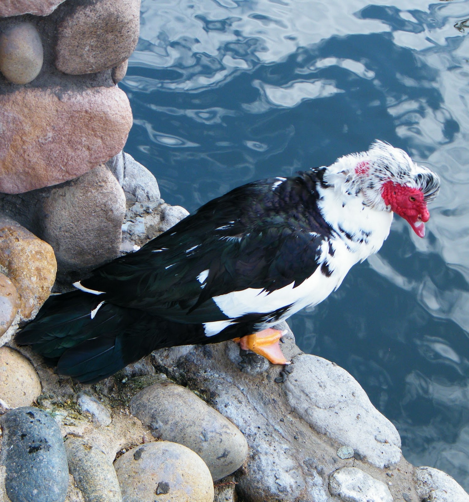 Muscovy Duck