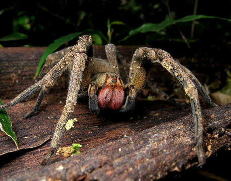 Brazilian Wandering Spider