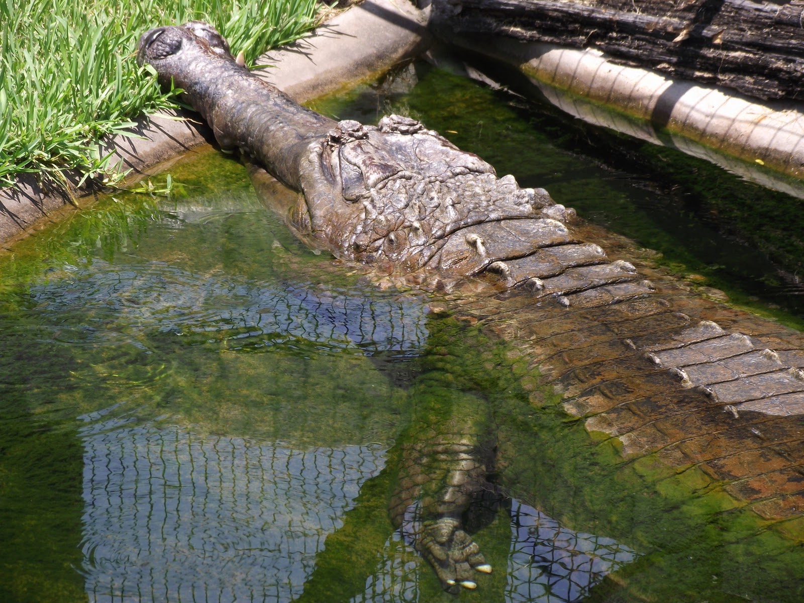 False Gavial
