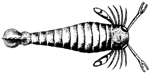 Pterygotus