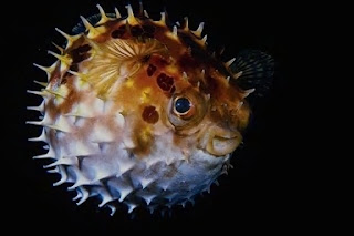 Pufferfish