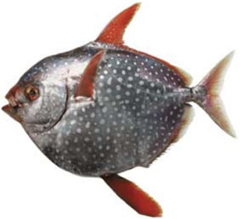 Opah