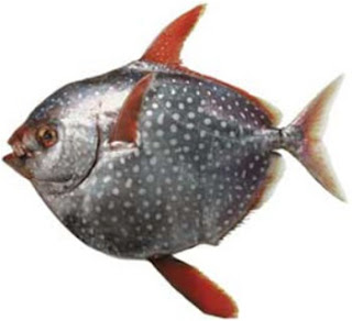 Opah