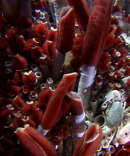 Giant Tube Worm