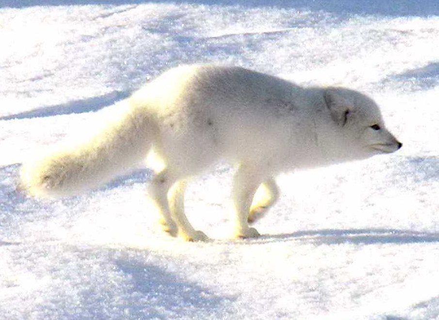 Arctic Fox