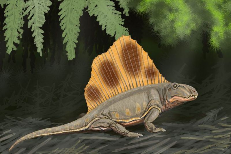 Dimetrodon