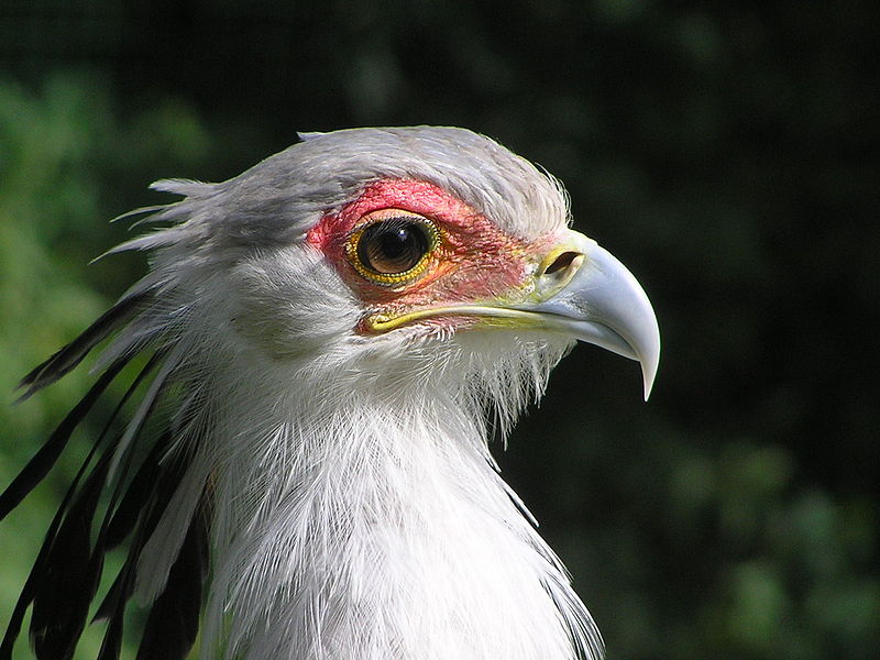 Secretary Bird
