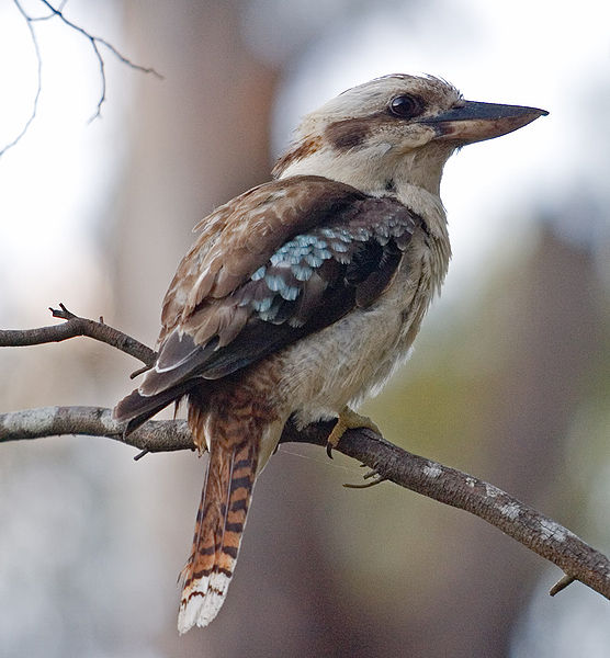 Animal A Day!: Laughing Kookaburra
