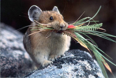 American Pika