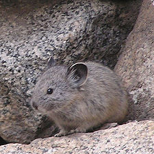 American Pika