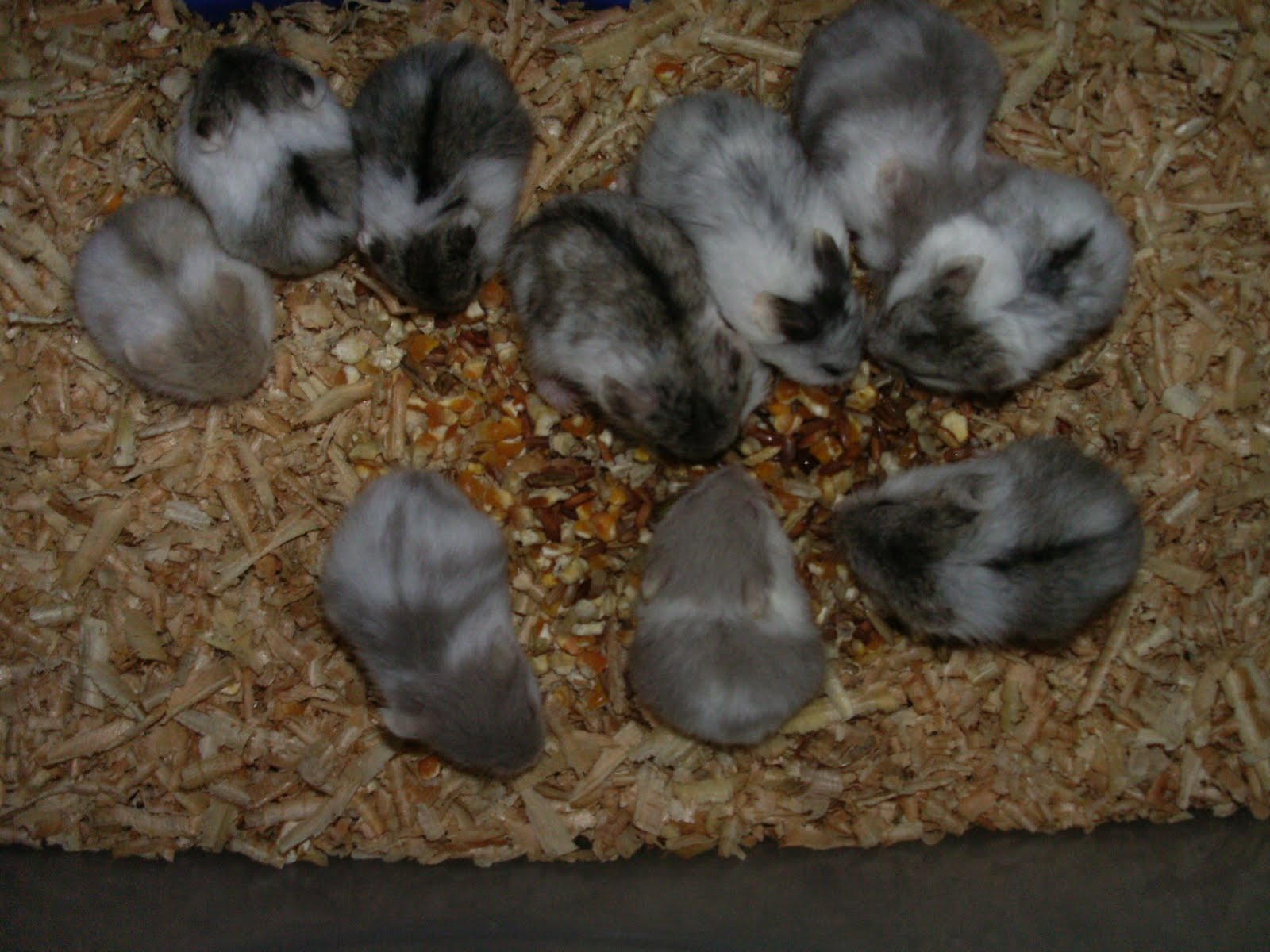 Hammy World: Harga Hamster