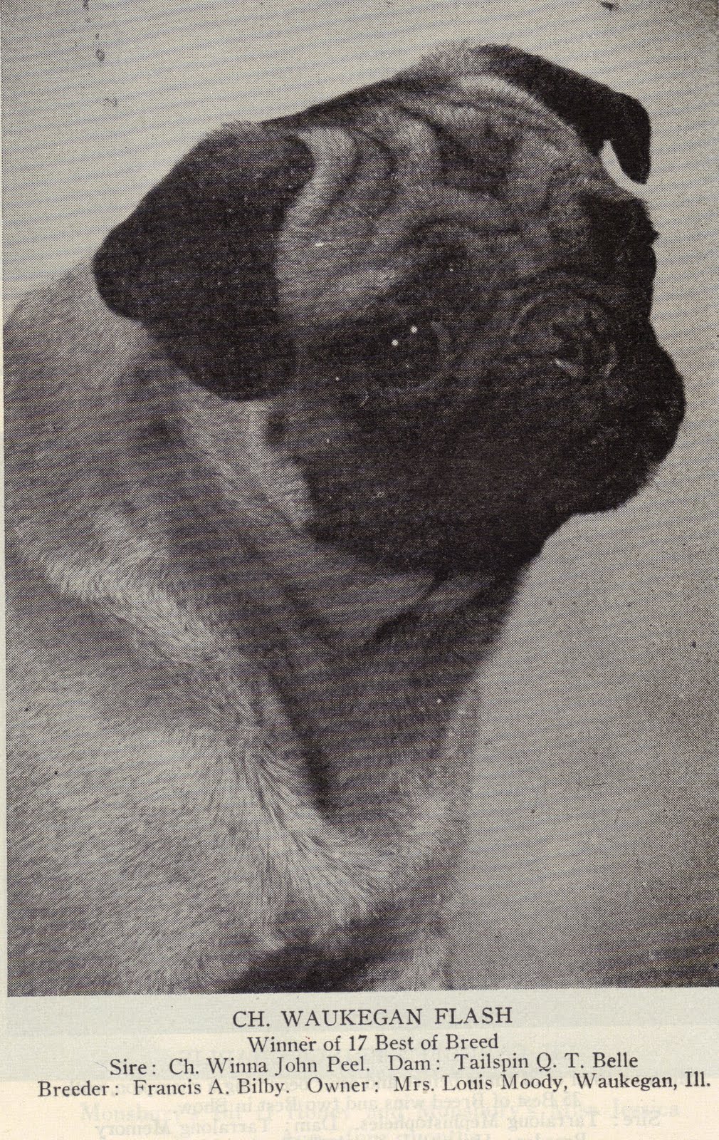Pug History Of Breed at Pearl Murray blog