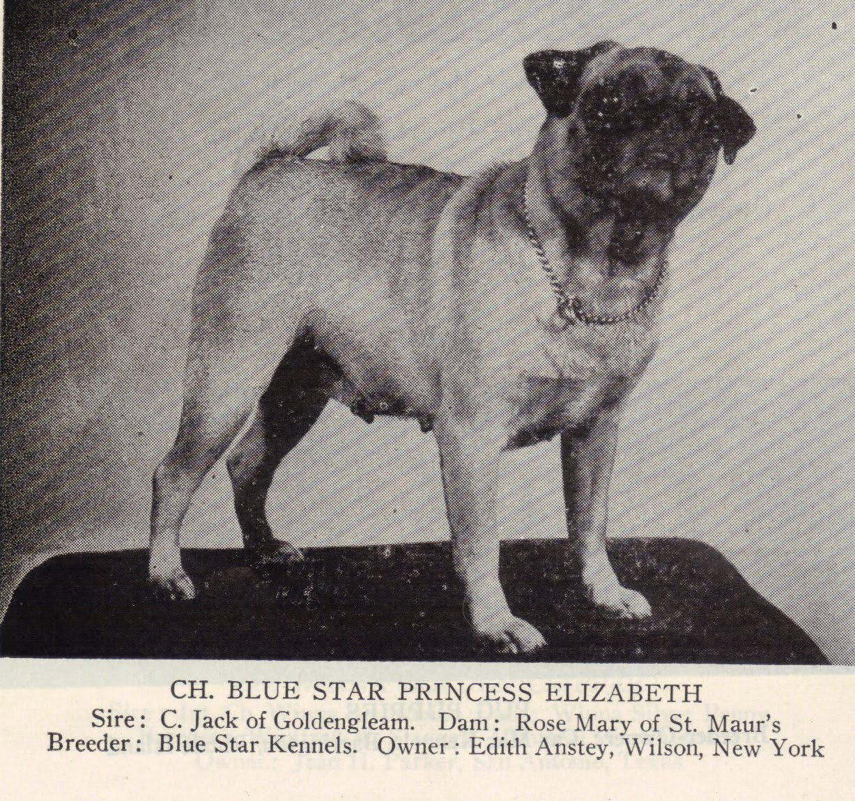 K-9 Solutions Dog Training, Inc.: As promised, pug history in photos ...