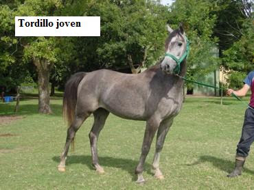 Equinos Vete 2oo7!: Capas: Definicion, Tordo o Tordillo