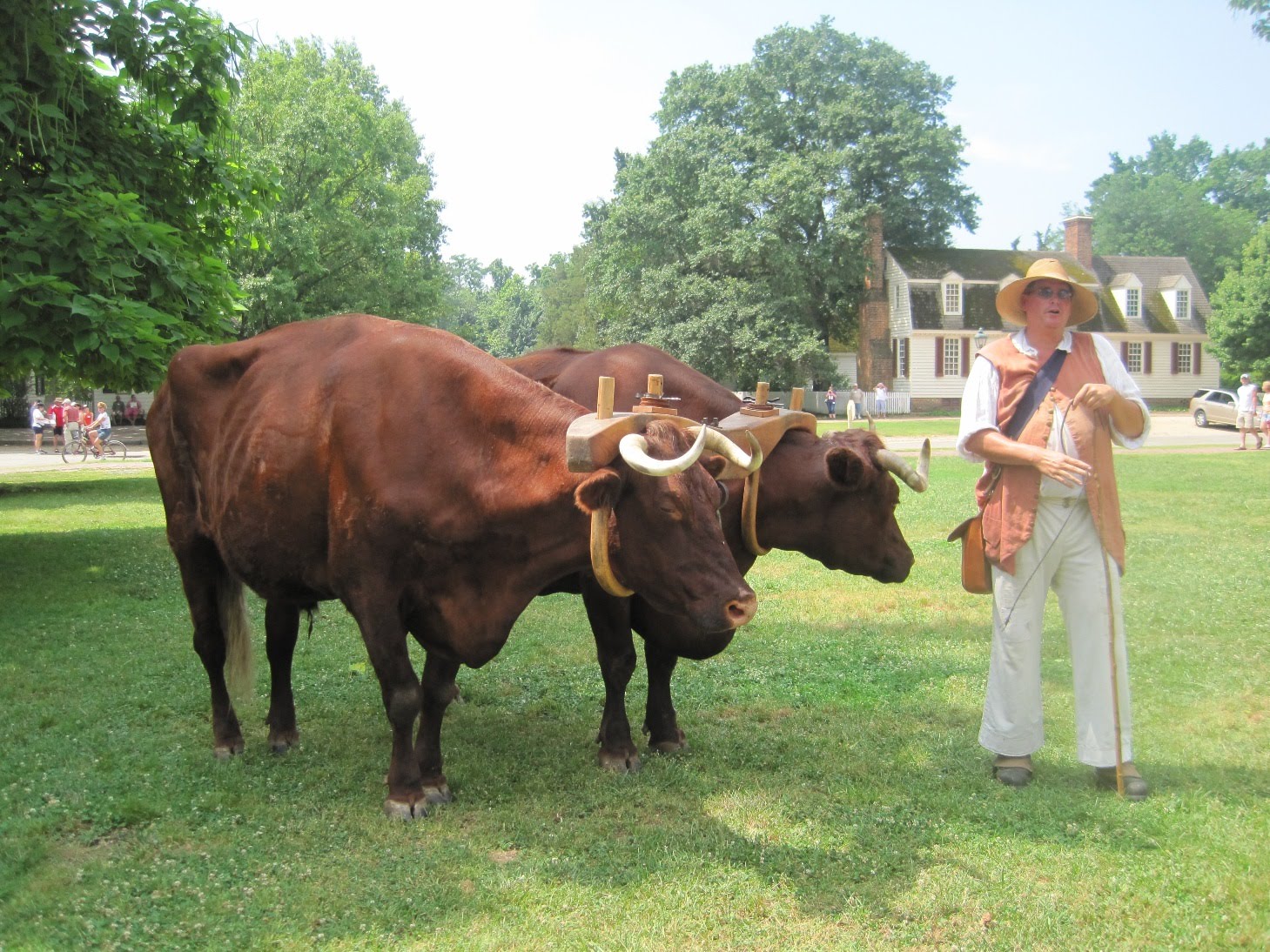 My Simple Life: Oxen