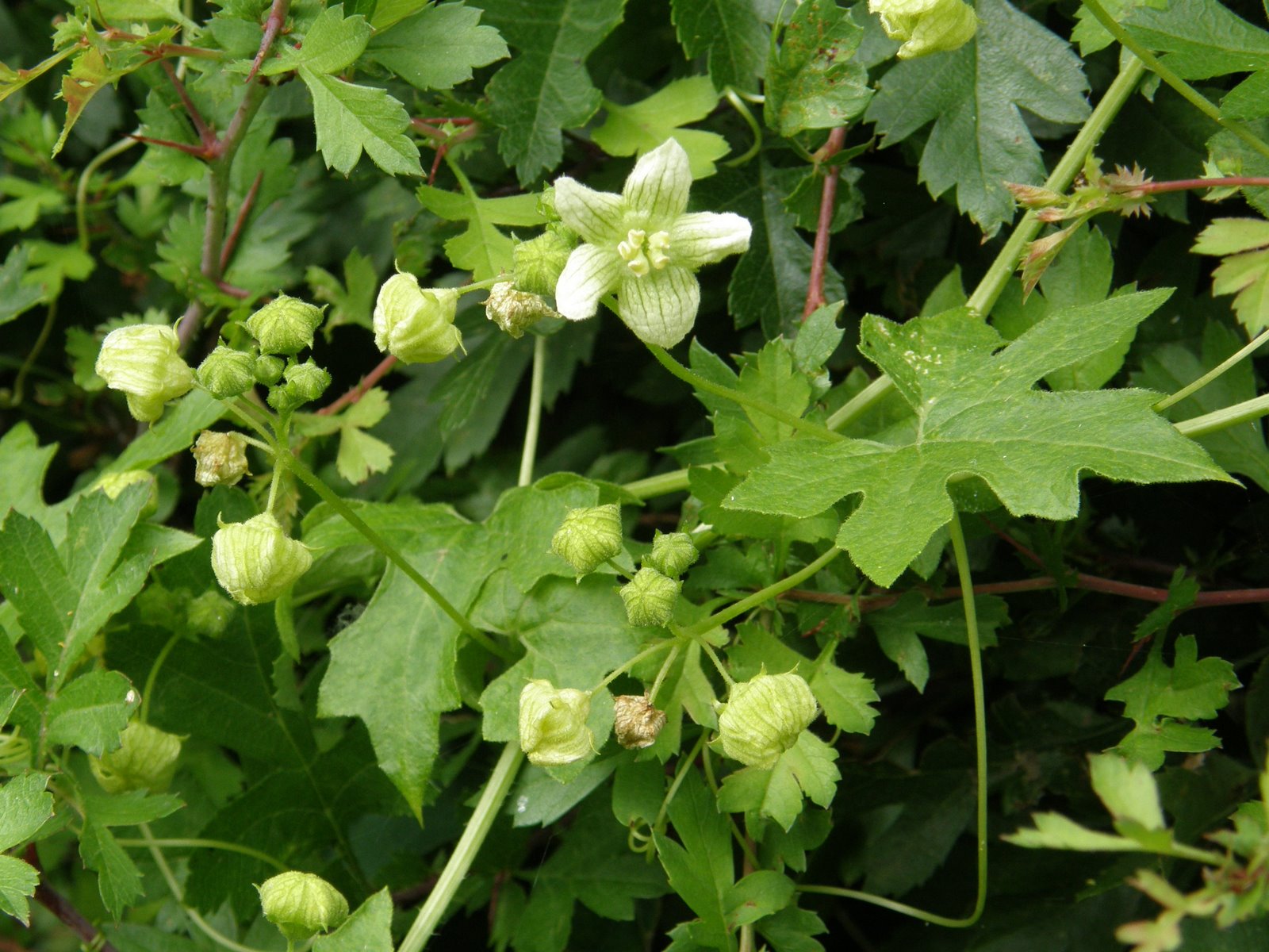 A Cotswold Year: White Bryony