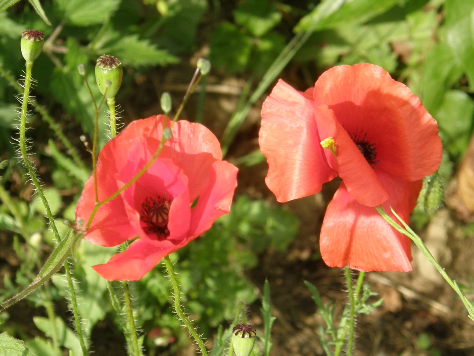 A Cotswold Year: Corn Poppies