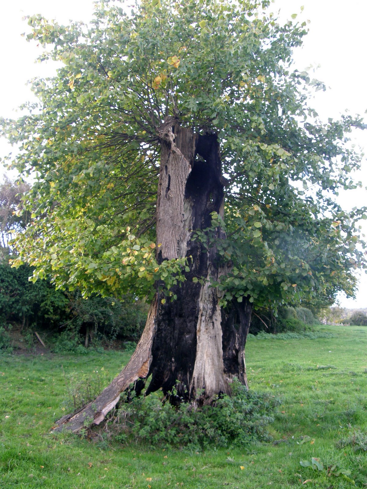 A Cotswold Year: Hollow Lime Tree