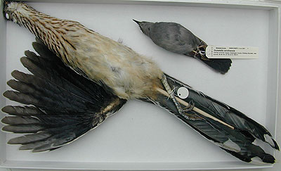 Hunters & Gatherers at Home: Counting Crows, Bird Specimens as Art