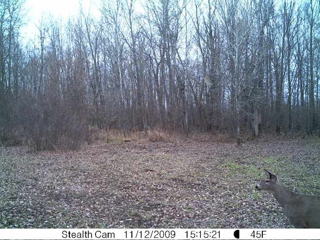 Wetland Wildlife Food Plot Zone 3: Joint Vetch