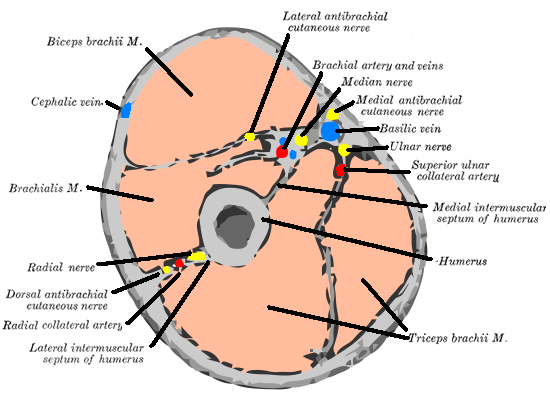 Human Anatomy And Physiology Course: General Anatomy of Human Arms