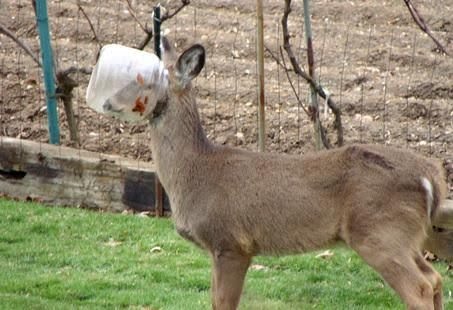 interesting pictures: Foolish Animals