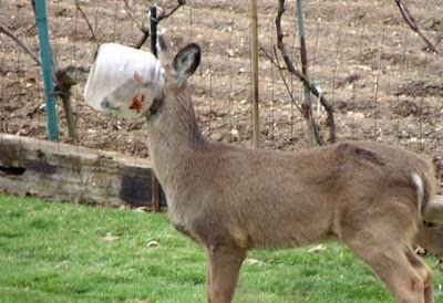 interesting pictures: Foolish Animals