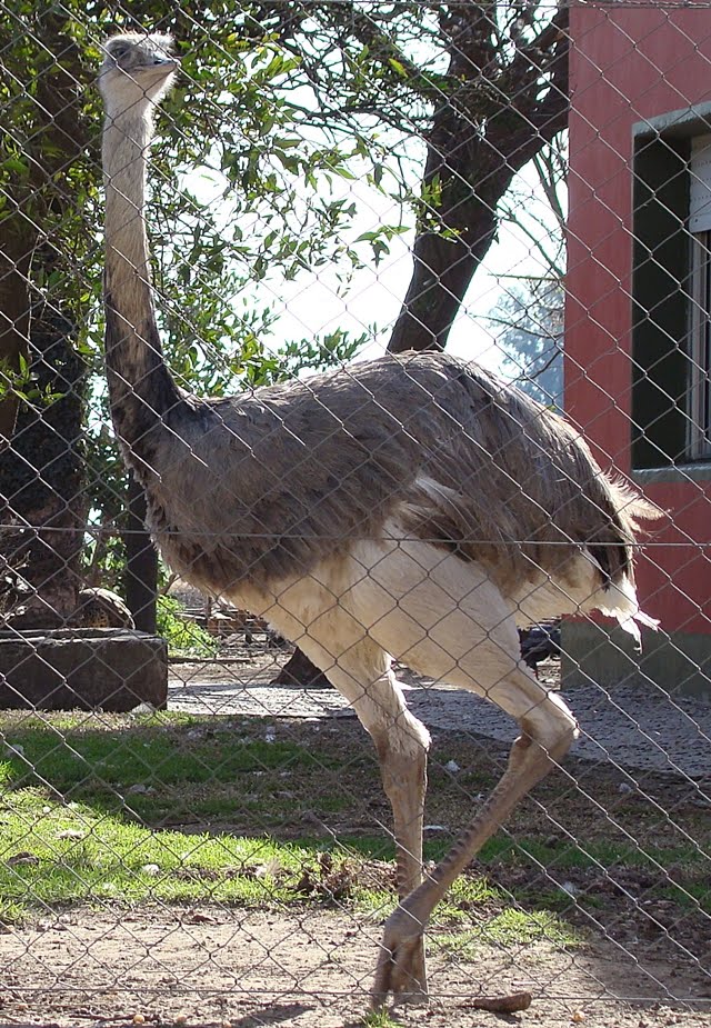 aves de Chacabuco: ÑANDÚ.