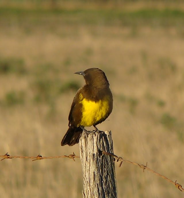 aves de Chacabuco: PECHO AMARILLO.