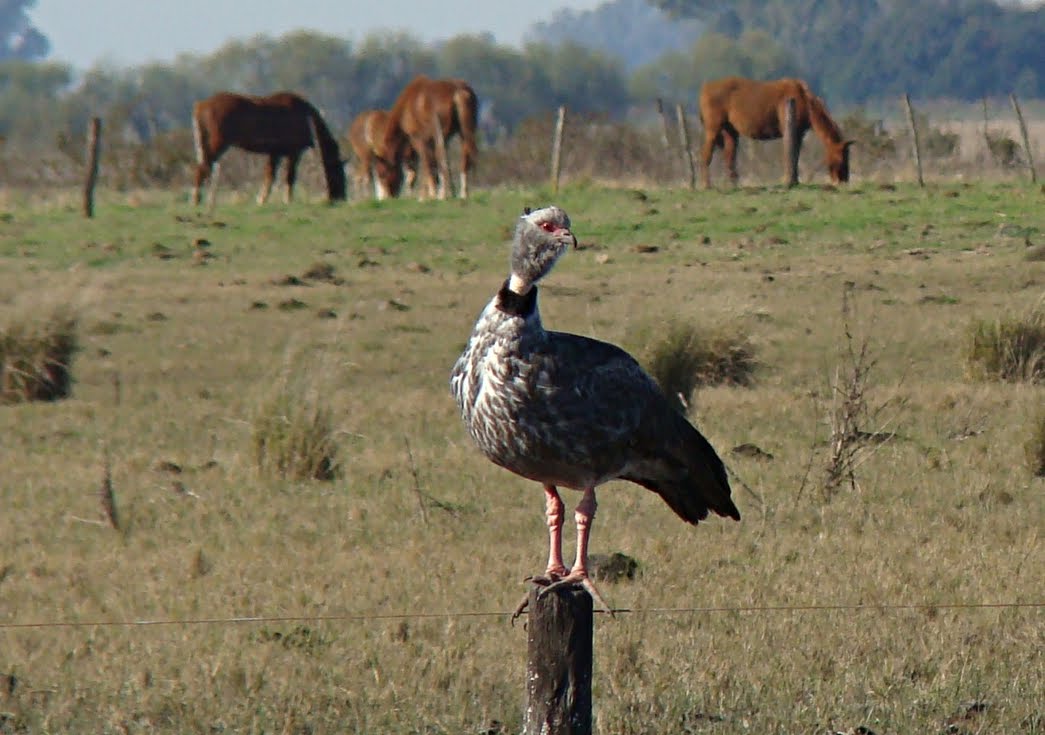 aves de Chacabuco: CHAJÁ.
