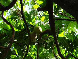 Samoan Cooking: Fa'alifu Ulu... Cooked Breadfruit in Coconut Milk :)