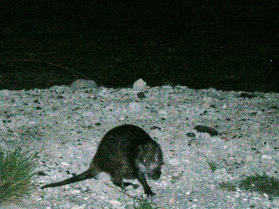 Danaham's Cuba: Banana Rat