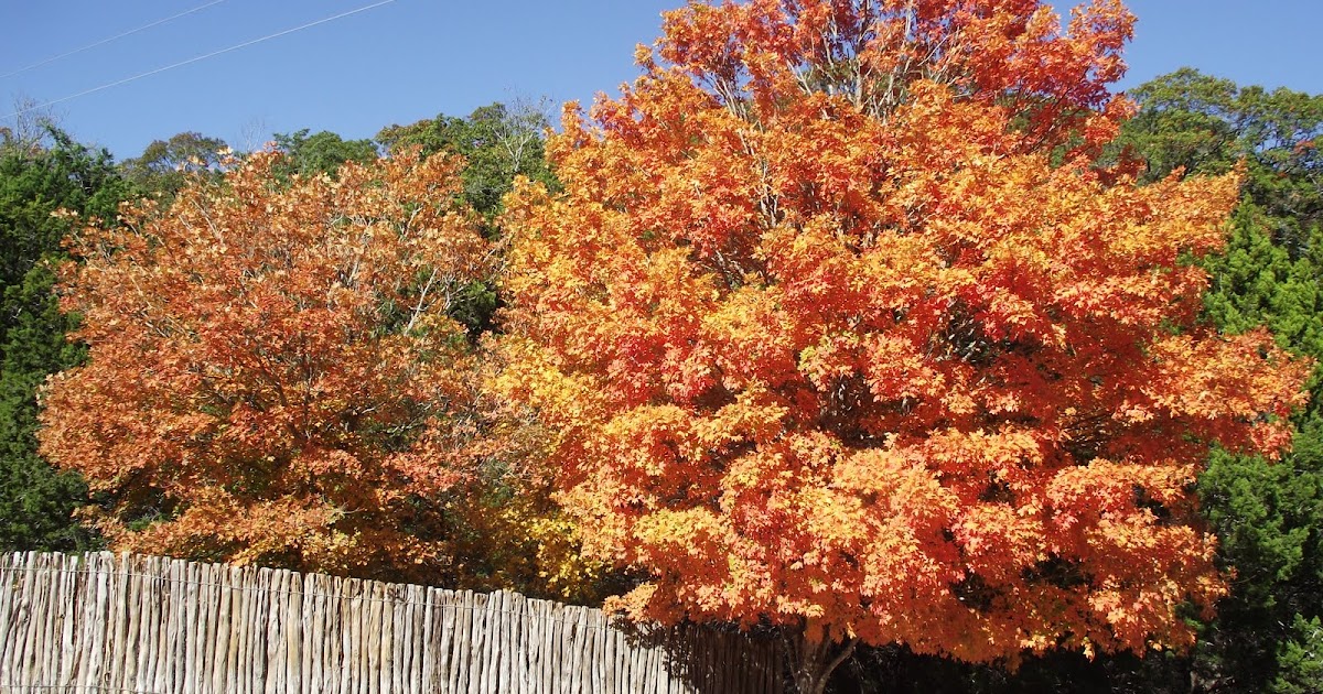Cancan Can Travel: Finding "Lost Maples" in Texas (#44)