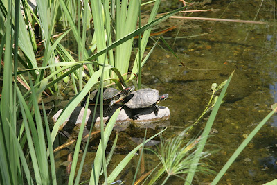 The Gardens & Birds of Plymouth Gardens