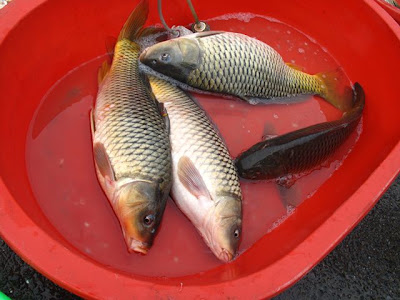 ANGLING WORLD 魔魚釣界: Fishing in China for Yellowcheck Carp ( Elopichthys ...