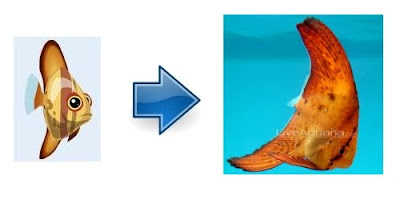 What FishVille Fishes Look In Real Life (My FishVille)