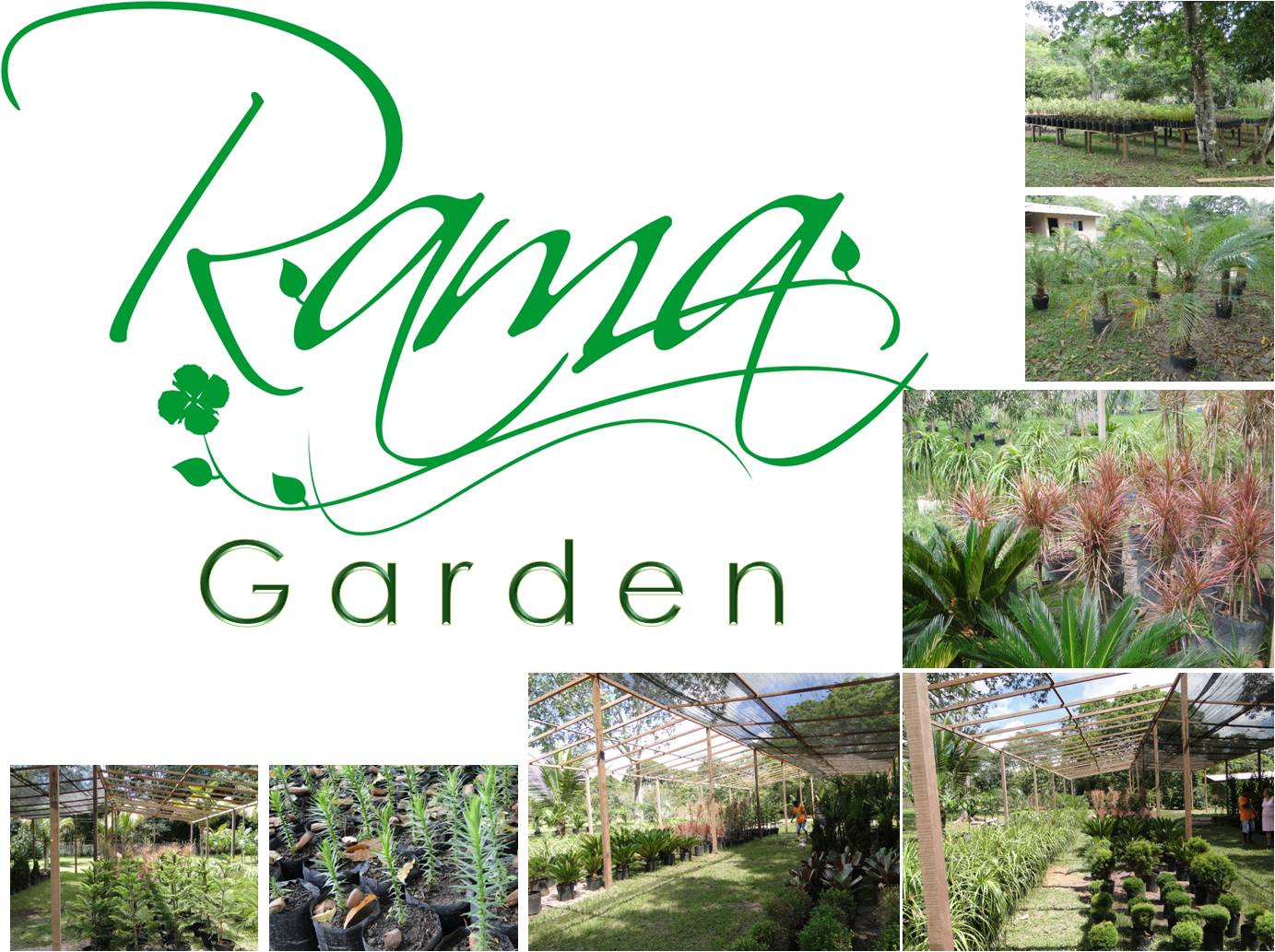 RAMA Flores e Eventos: Rama Garden