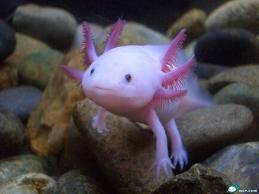 Apa Aja Bolee: woowwww.. axolotl ikan berkaki dari mexico