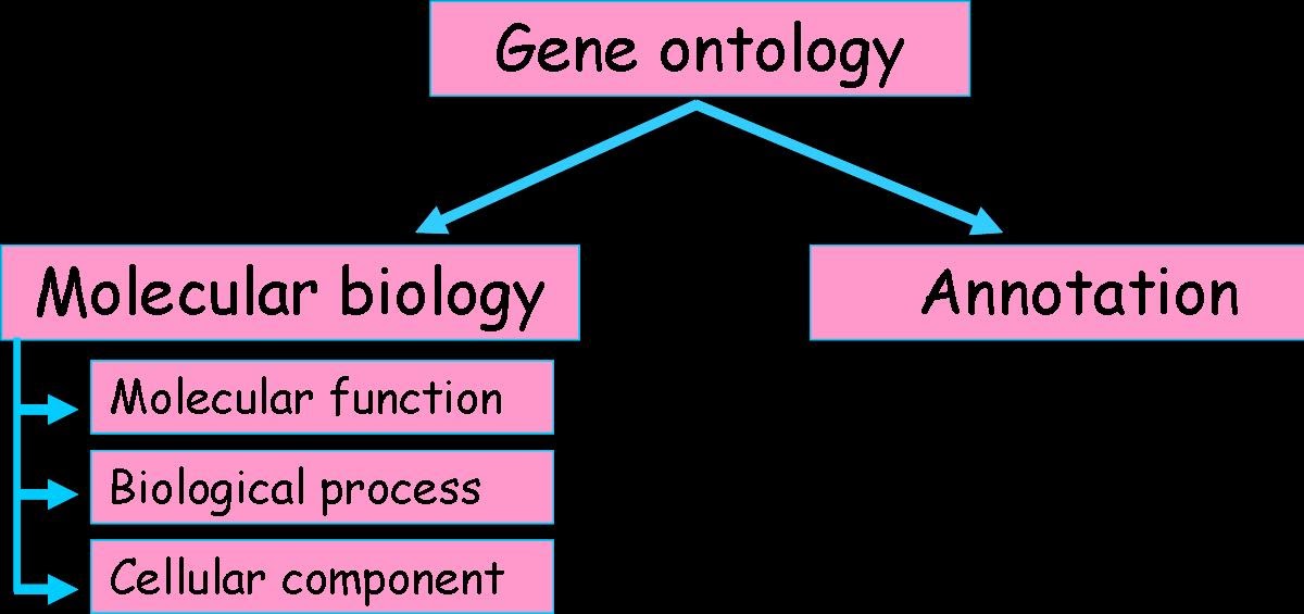 ontology: gene ontology