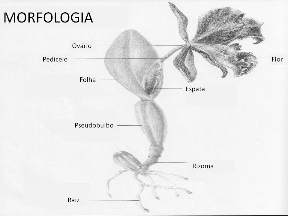 ANATOMIA DA ORQUÍDEA