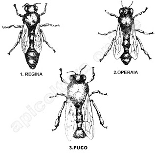 Apicoltura Online: La biologia e la struttura di una famiglia d'api